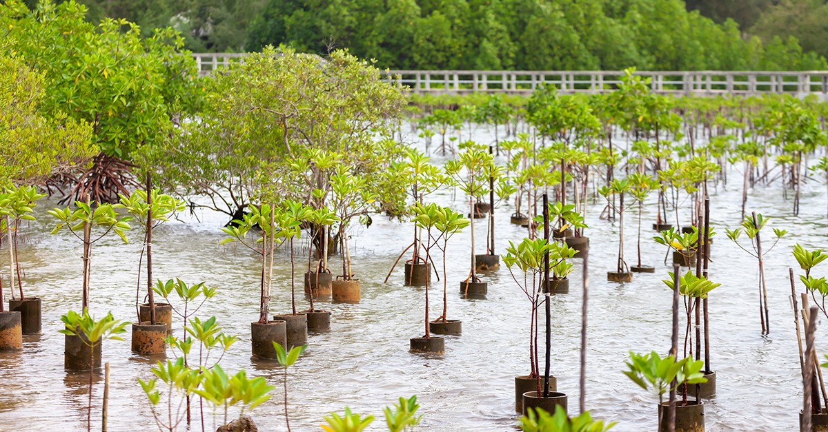Blue Carbon Pioneer Says Mangrove Tree Is the 'Best Climate Machine ...